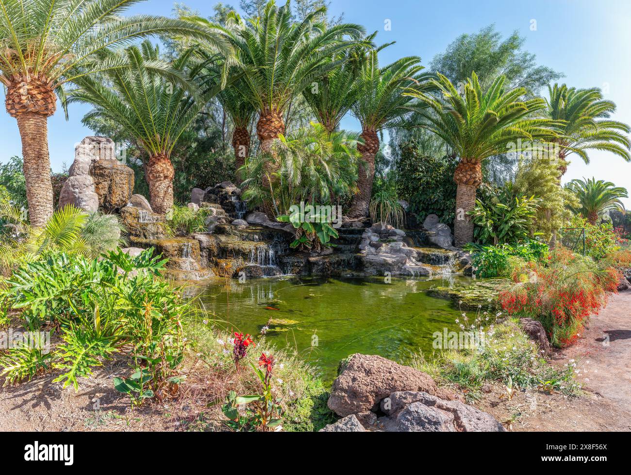 Beautiful tropical oasis in Fuerteventura featuring lush palm trees, a ...