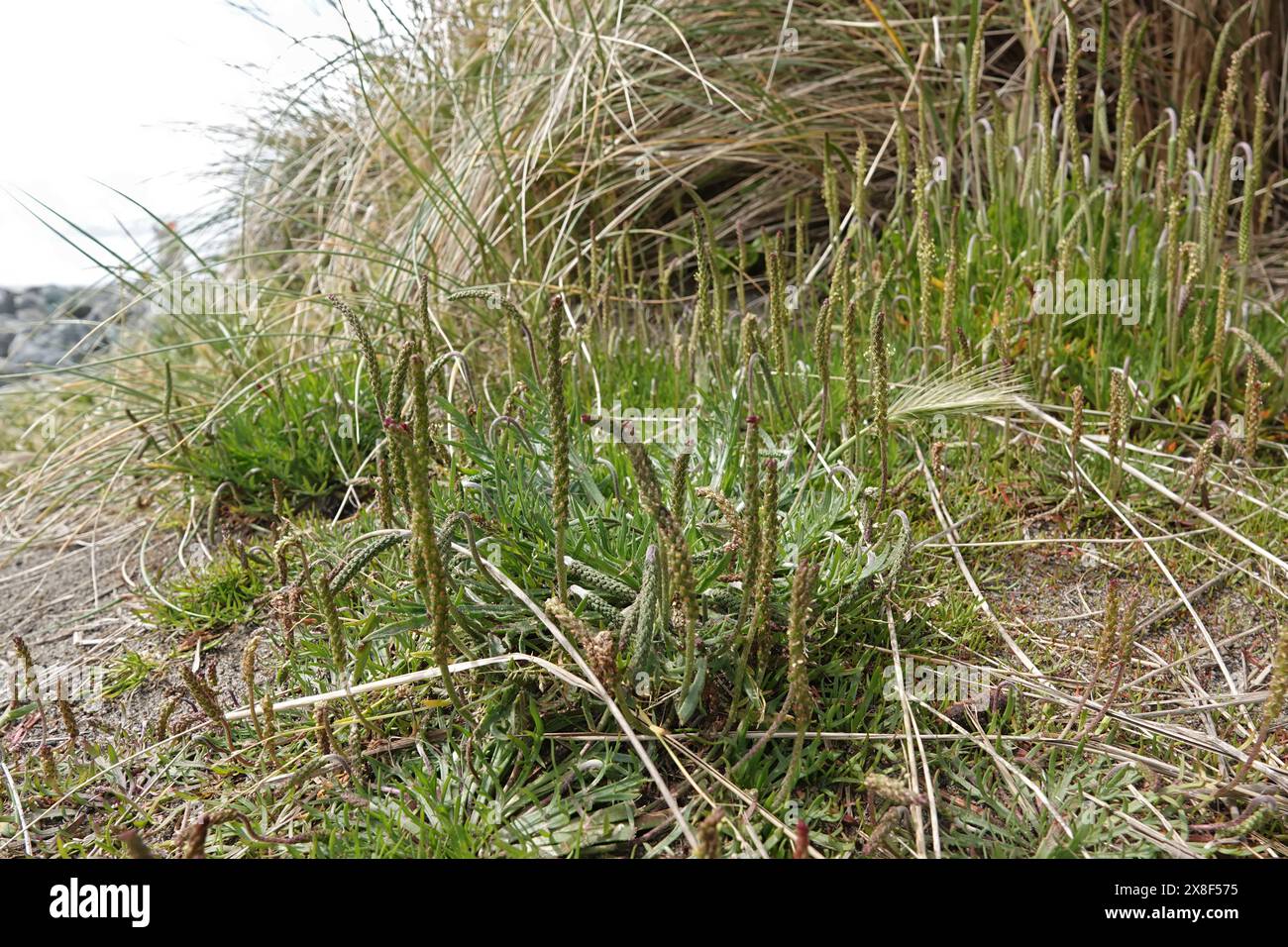 Natural low angle closeup on a buck's-horn plantain, Plantago coronopus ...