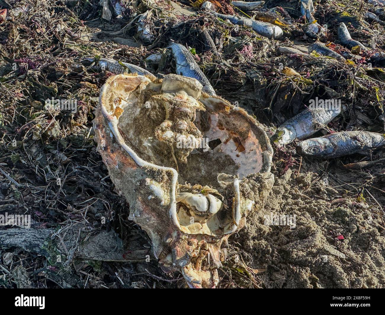 Santa Barbara, California, U.S.A. 24th May, 2024. Giant crab shell ...