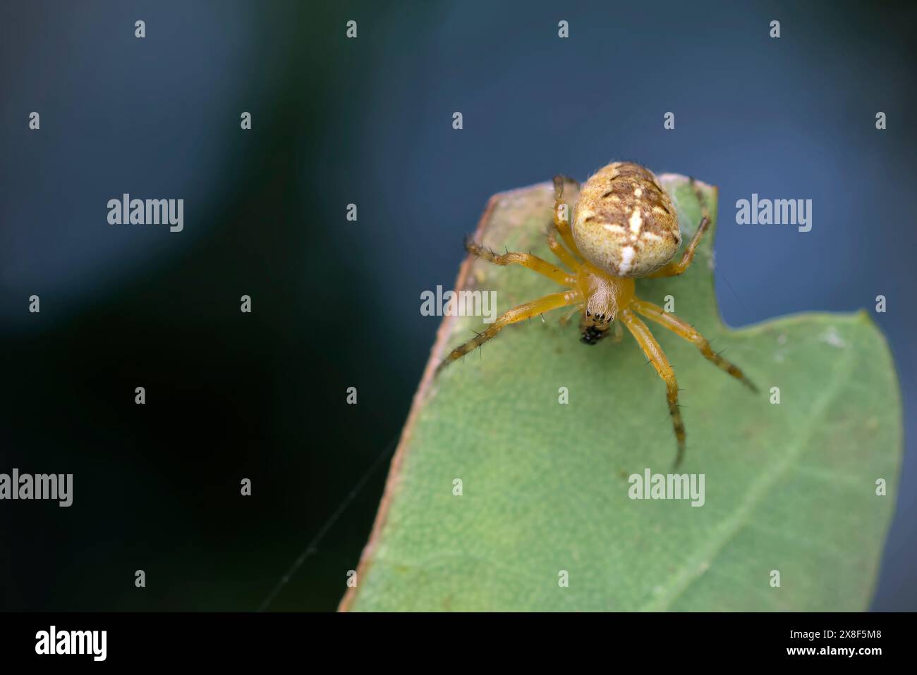 Closeup of a Garden Spider (Araneus sp.) sitting on a leaf, waiting for ...