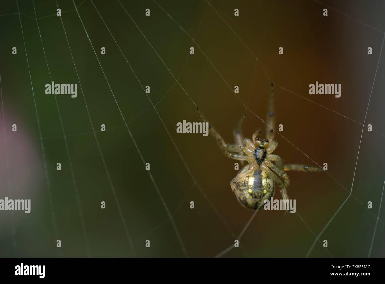 CloseUp of a single Garden Spider (Araneus sp.) building its cobweb ...