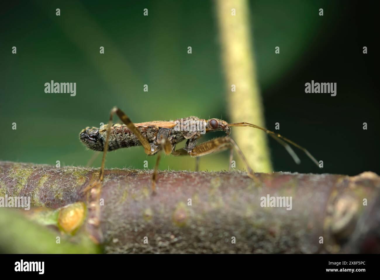 CloseUp of a single bug (Heteroptera) crawling on a branch, macro ...