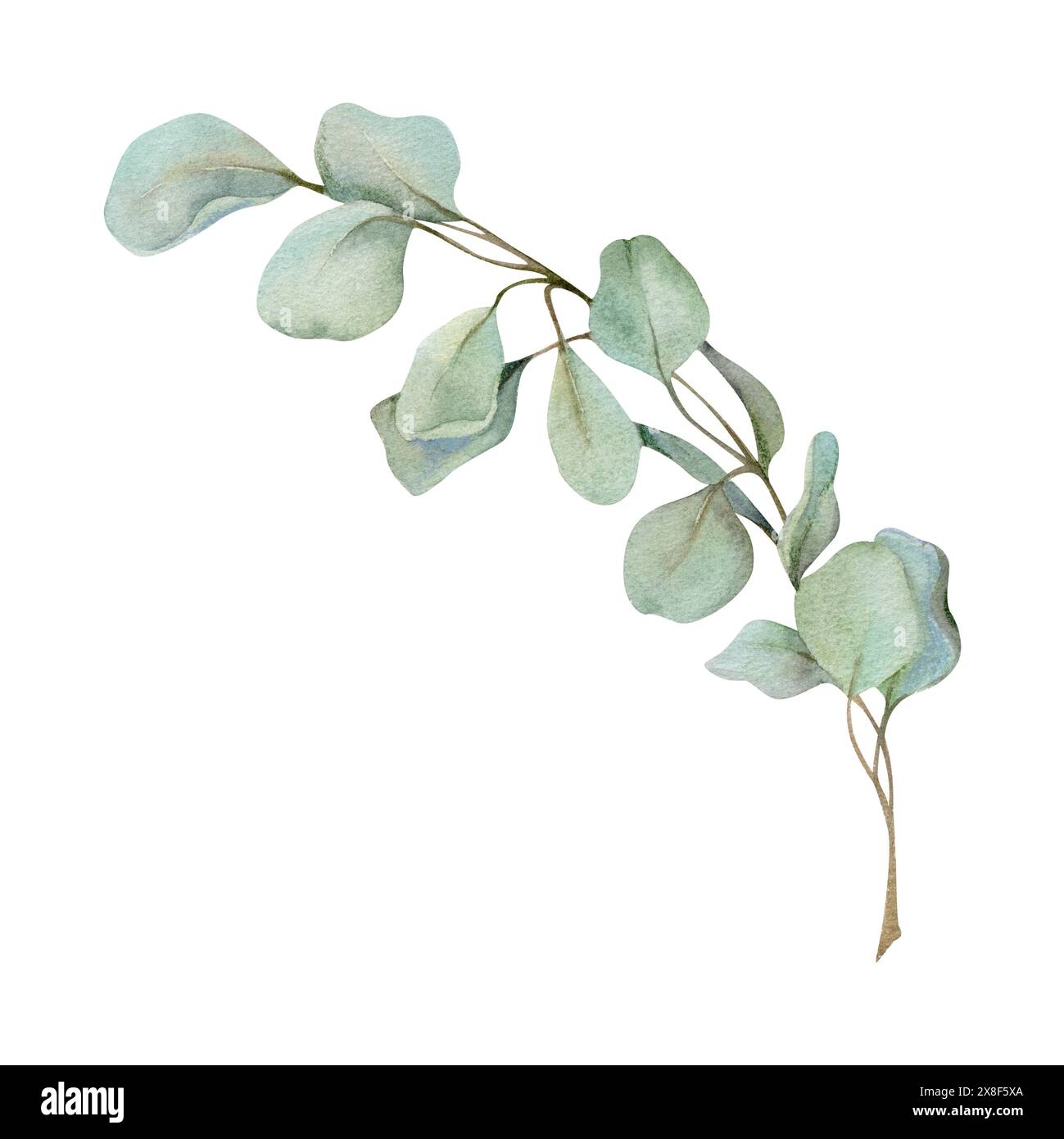 Eucalyptus laurel gum tree branch twig leaves. Hand drawn watercolor ...