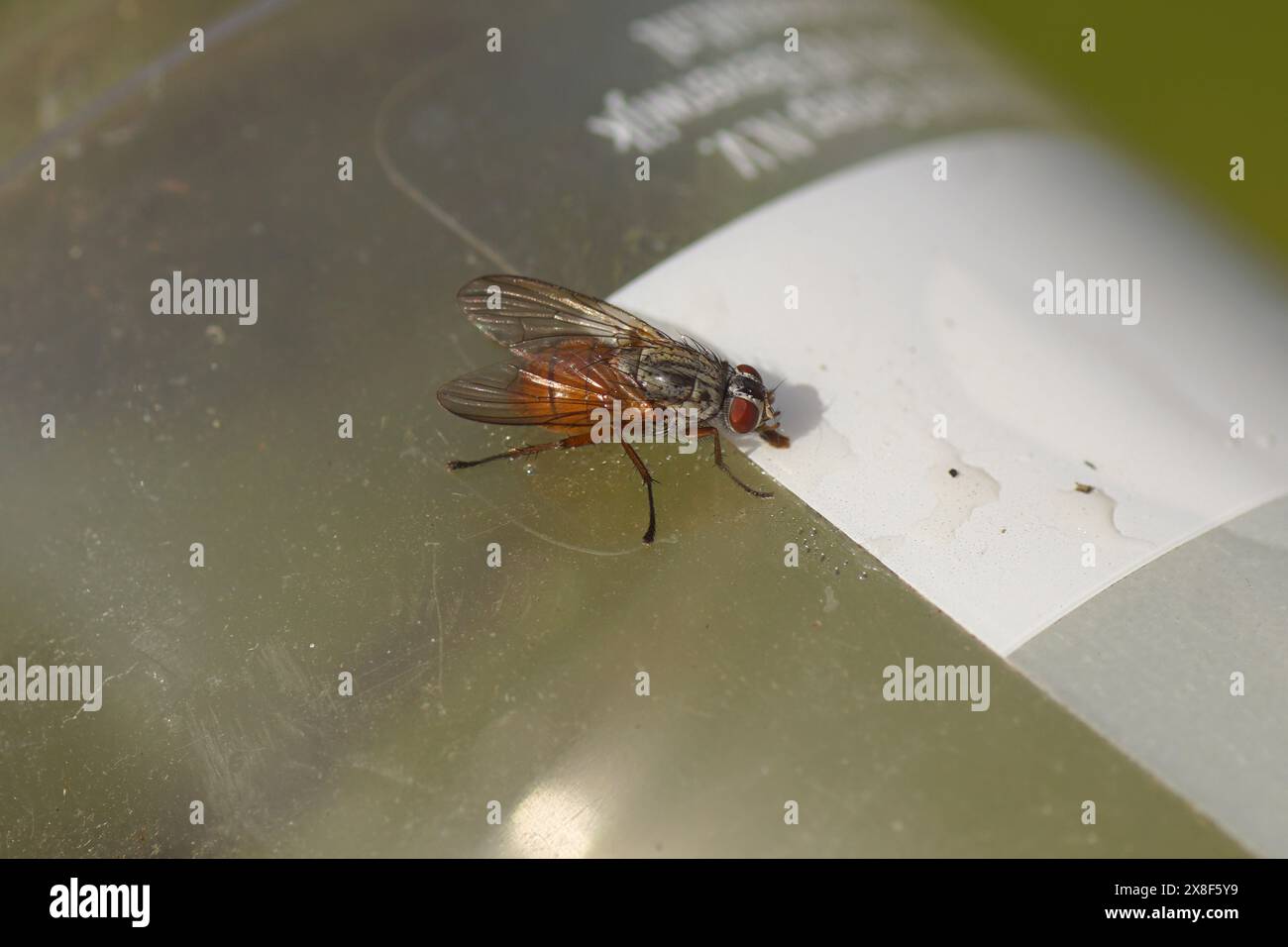 Mycophaga fungorum hi-res stock photography and images - Alamy