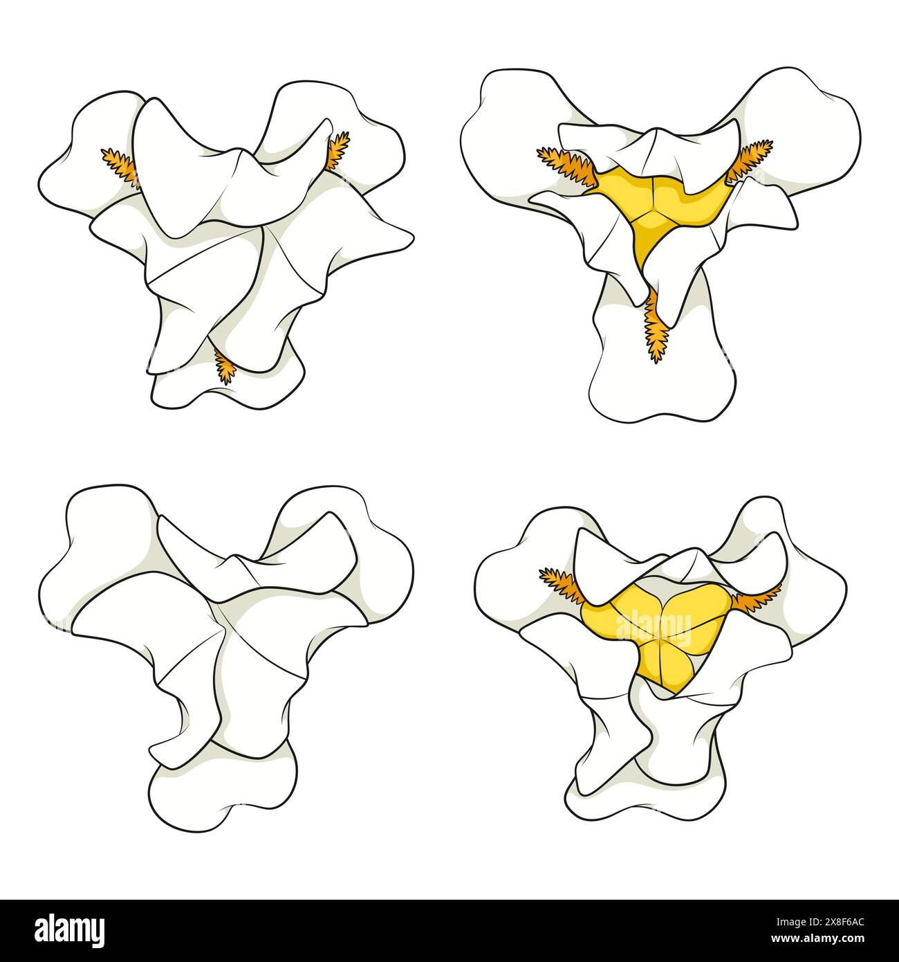 Set of color illustrations with white iris flowers. Isolated vector ...
