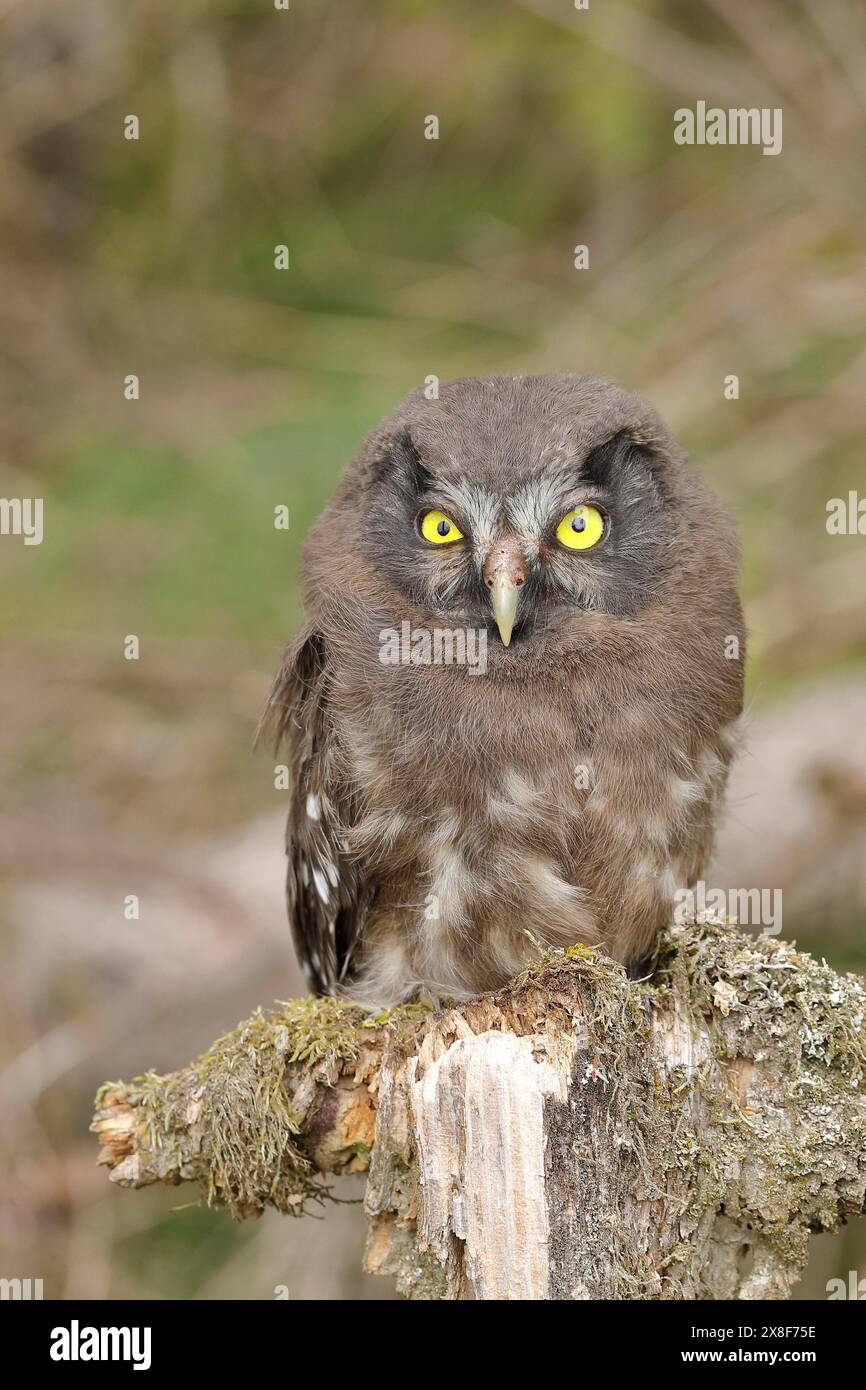 Tengmalm's owl (Aegolius funereus), young bird sitting on dead wood ...
