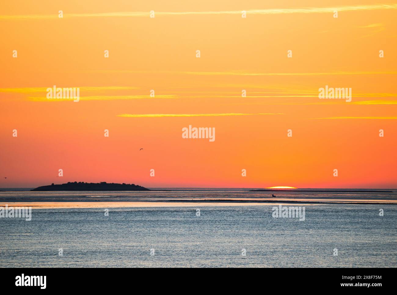 Sea gulls in front hi-res stock photography and images - Alamy