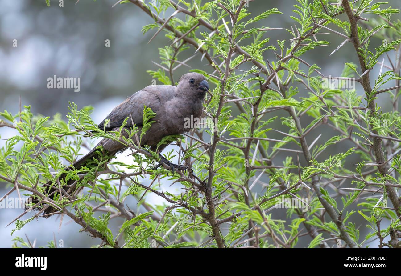 Grey go-away-bird (Corythaixoides concolor) eating leaves of an acacia ...