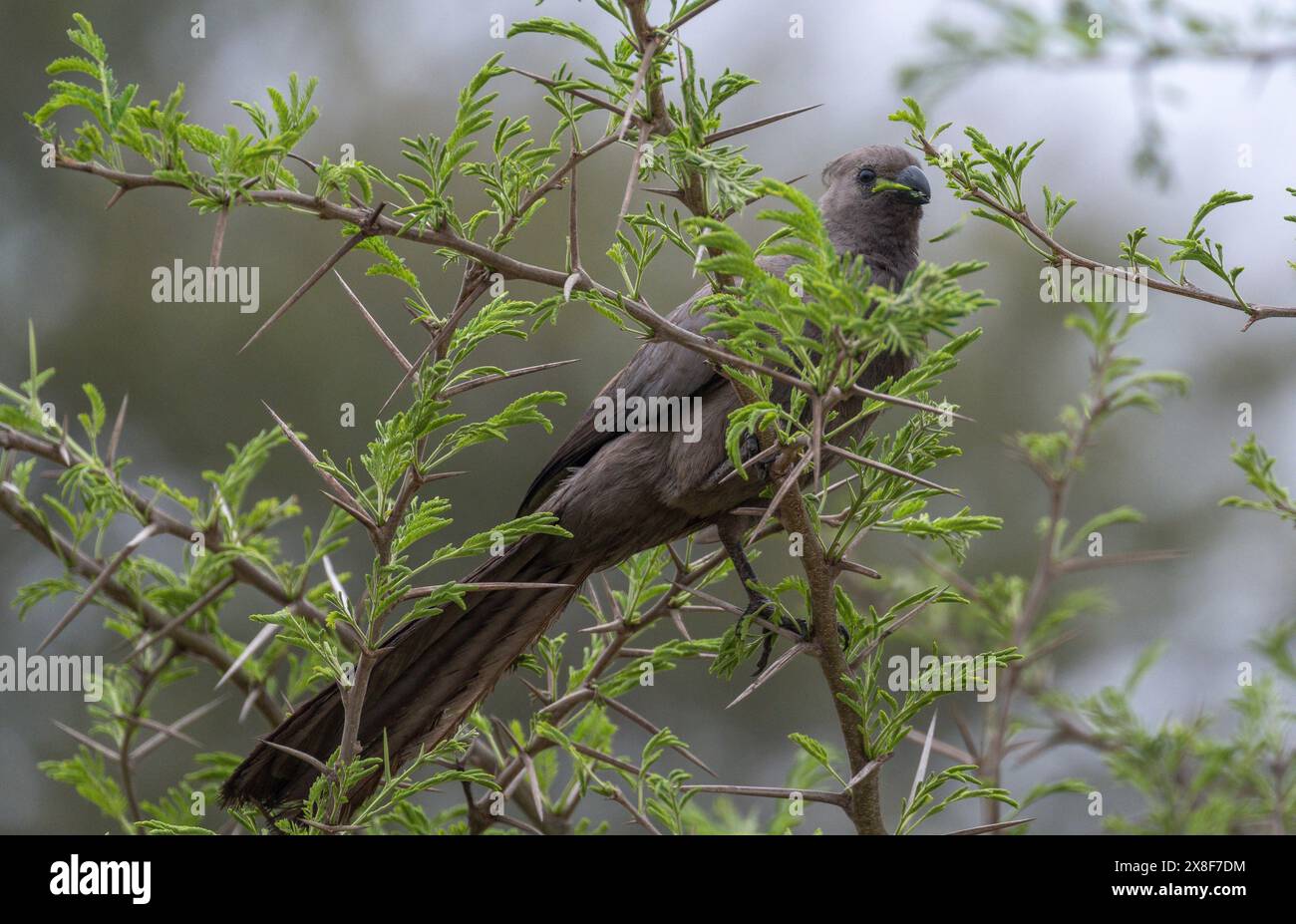 Grey go-away-bird (Corythaixoides concolor) eating leaves of an acacia ...