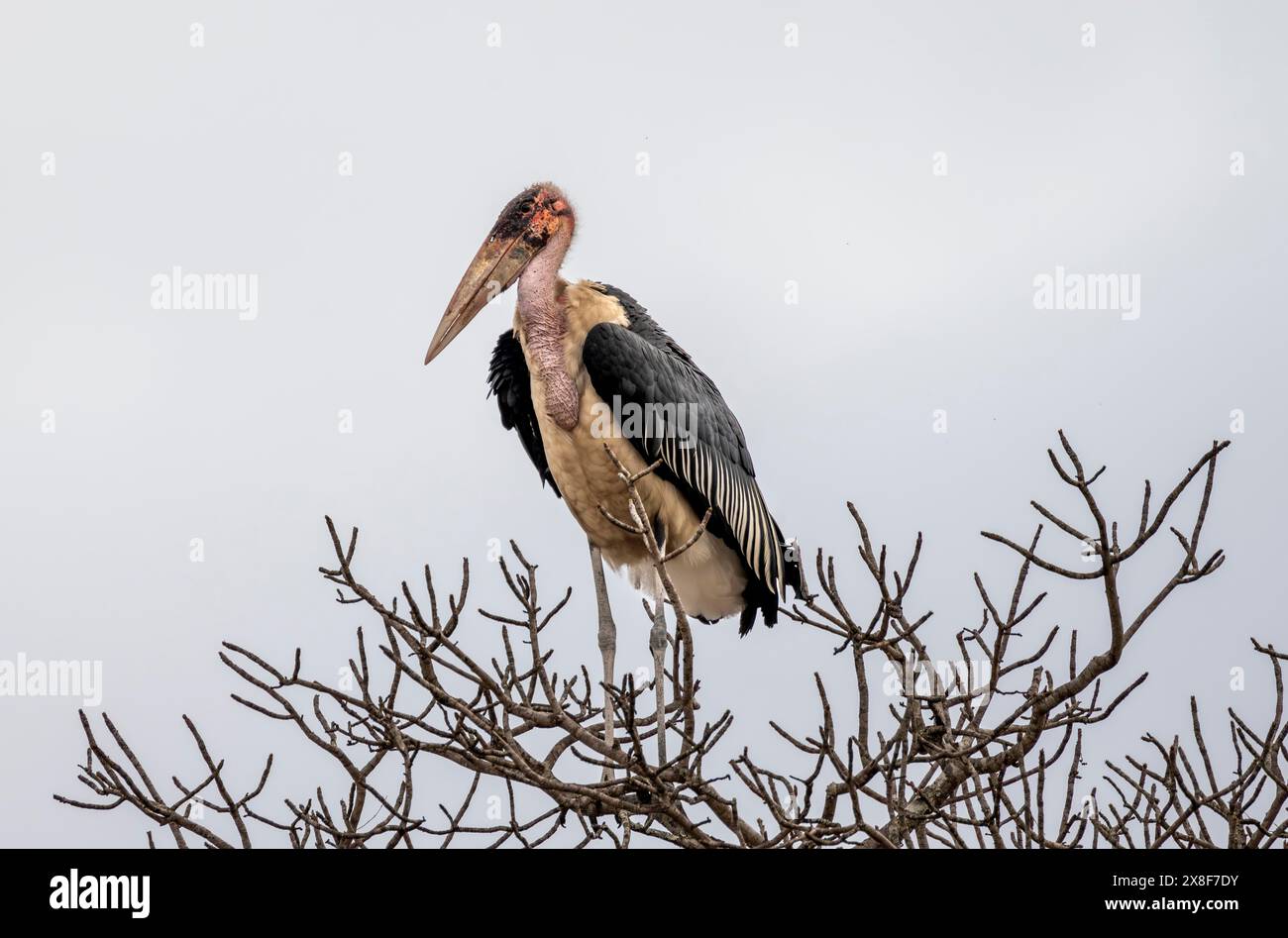 Marabou stork (Leptoptilos crumeniferus) sitting in a tree in front of ...
