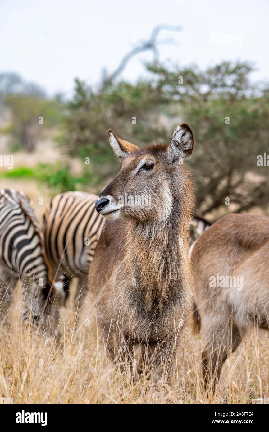 Ellipsen waterbuck (Kobus ellipsiprymnus), adult female, Kruger ...
