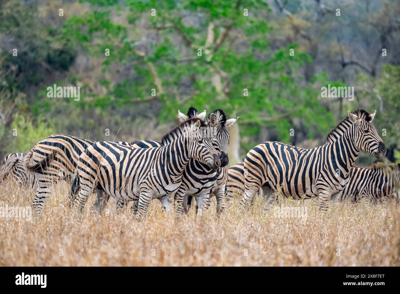 Plains zebras (Equus quagga), cuddling, heads together, in high grass ...