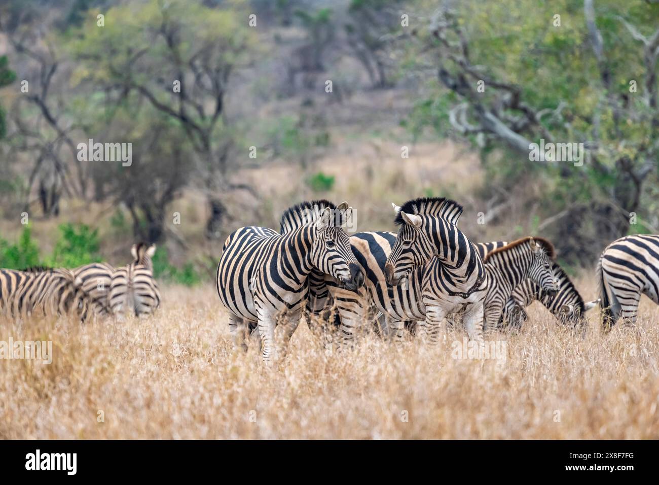Plains zebras (Equus quagga), group in tall grass, Kruger National Park ...