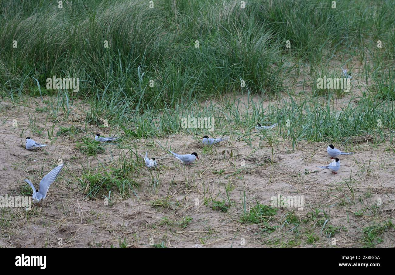 Nesting Little Terns, at the Long Nanny, bird sanctuary, Beadnell bay ...