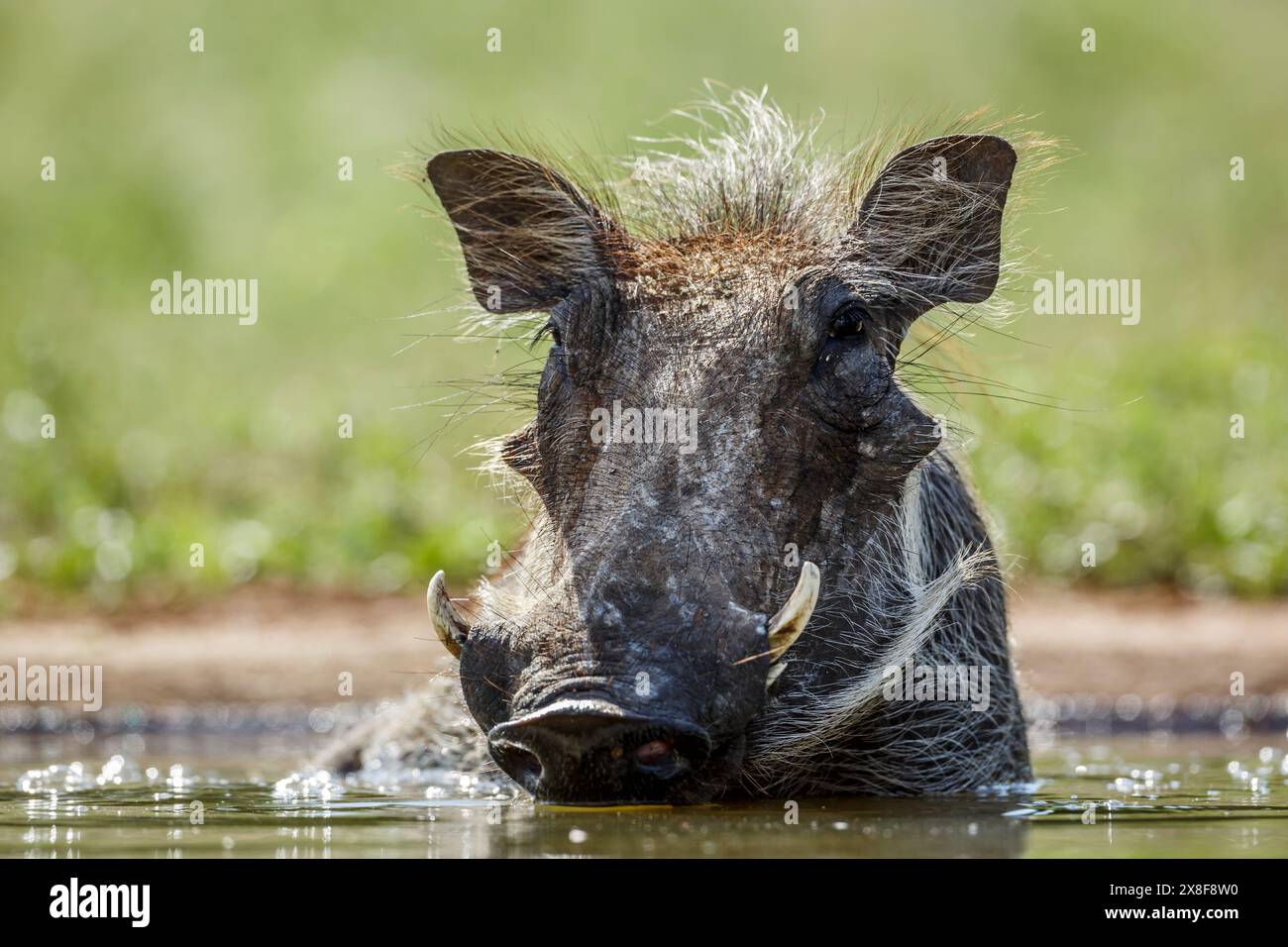 Common warthog portrait front view surface level in Kruger National ...