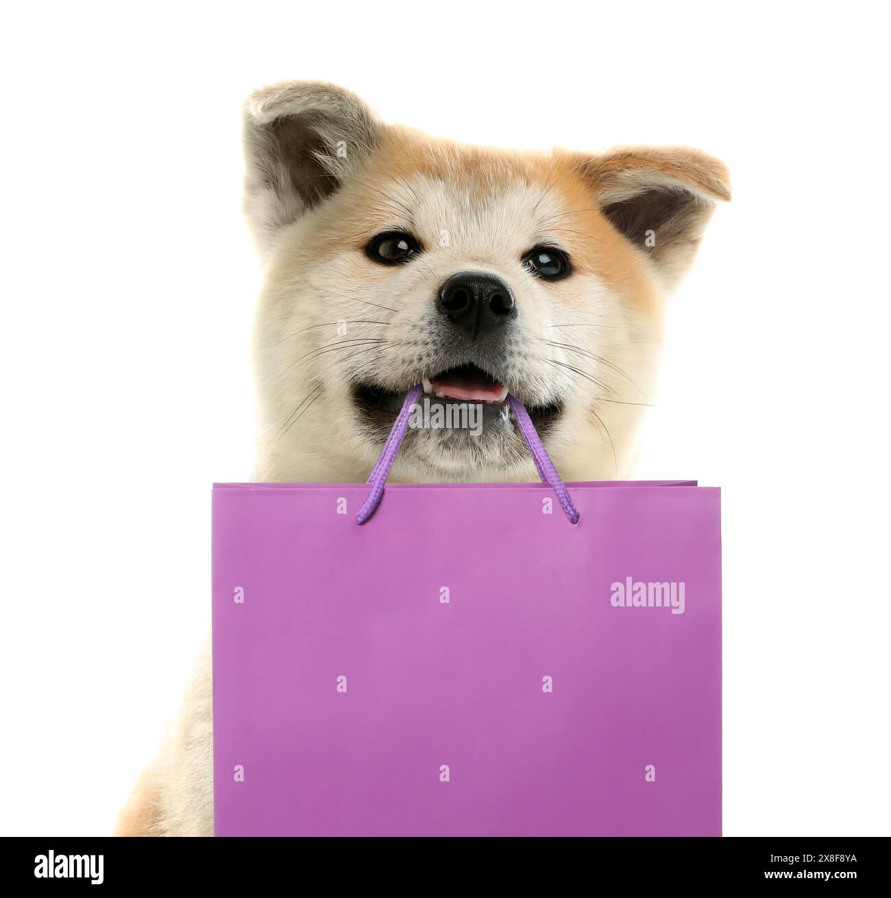 Cute dog with shopping bag on white background Stock Photo - Alamy
