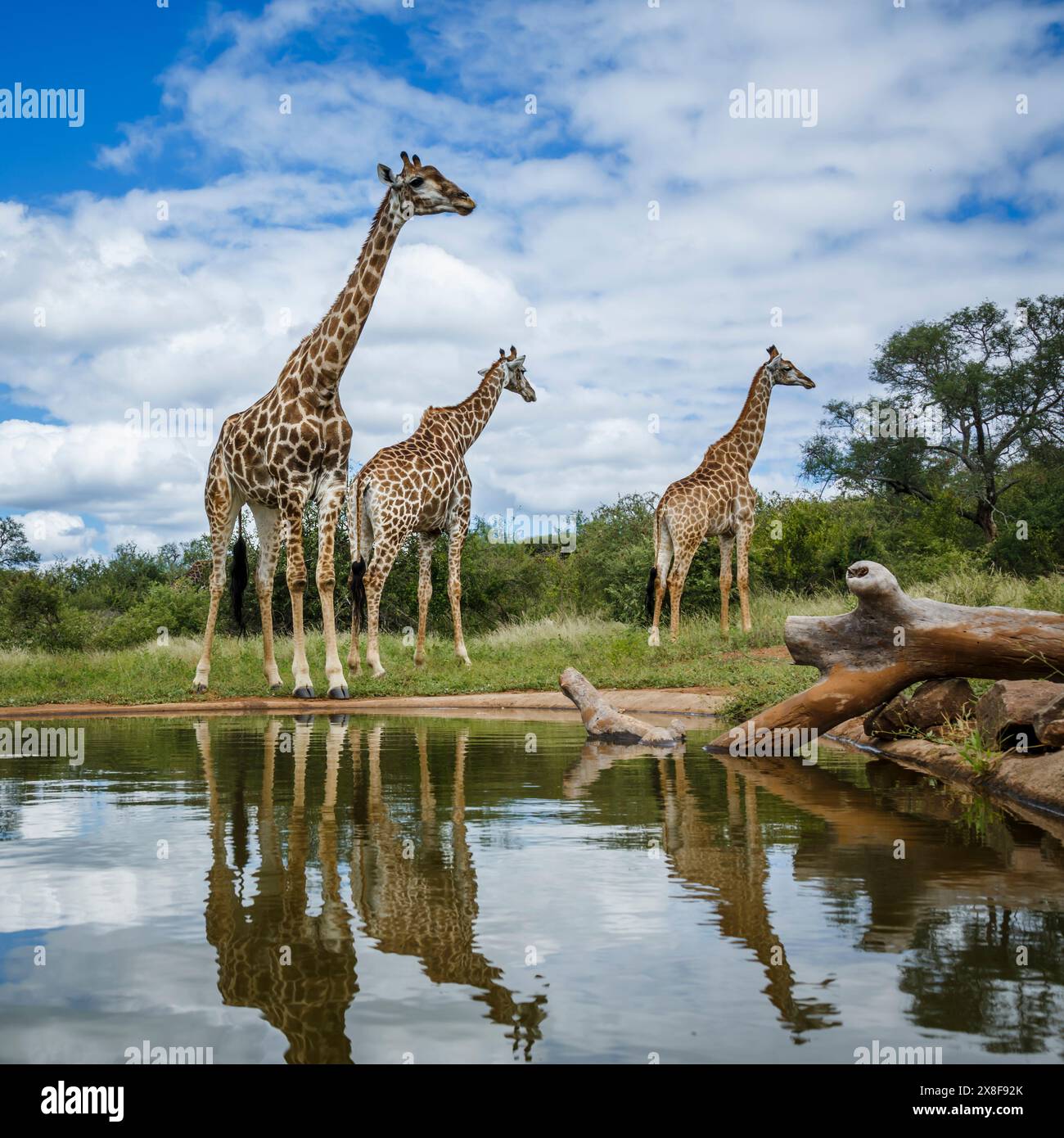 Three Giraffes along waterhole with reflection in Kruger National park ...