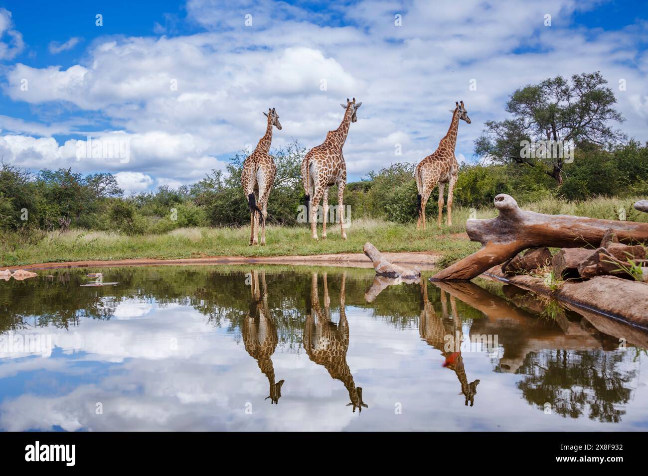 Three Giraffes rear view along waterhole with reflection in Kruger ...