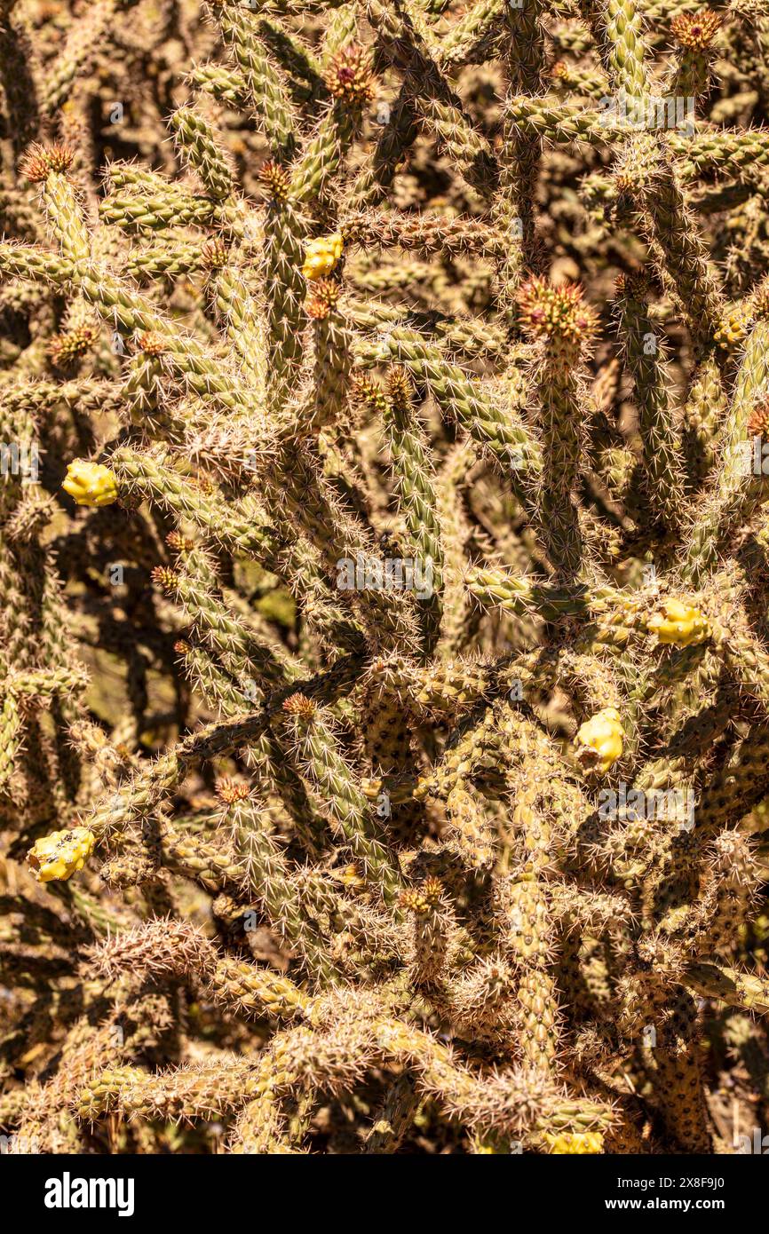 Natural close up flowering plant portrait of Smooth chain-fruit Cholla ...