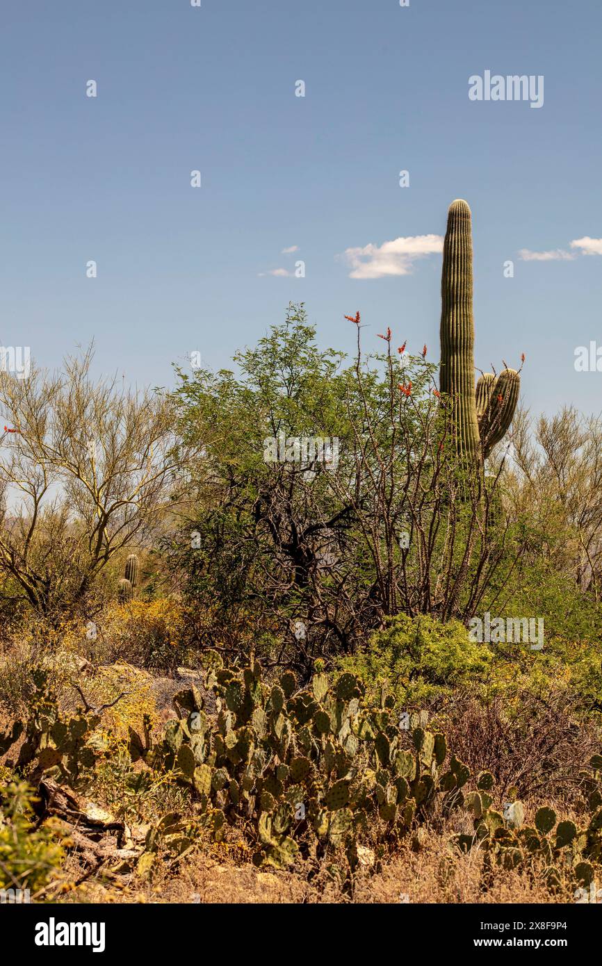 Majestic Saguaro, Saˈɣwaɾo, Carnegiea Gigantea, standing in glorious ...