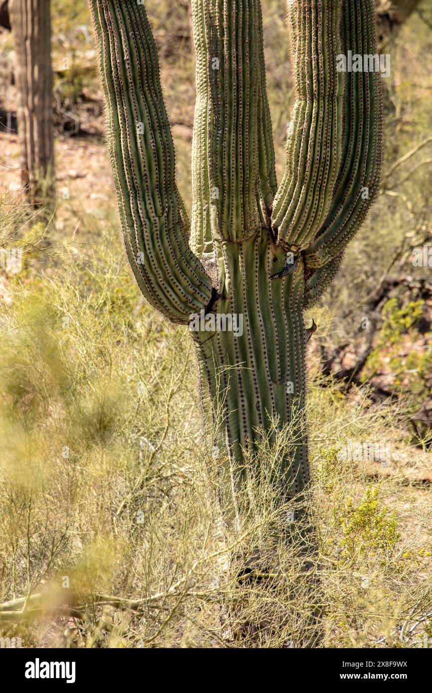 Majestic Saguaro, Saˈɣwaɾo, Carnegiea Gigantea, standing in glorious ...