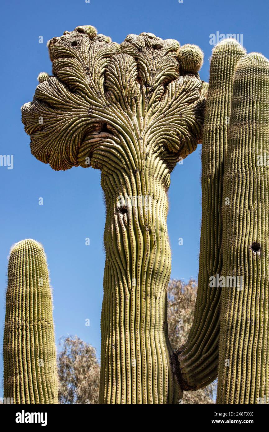 Semi-close up plant portrait of Cristate saguaro cactus imagined as a ...