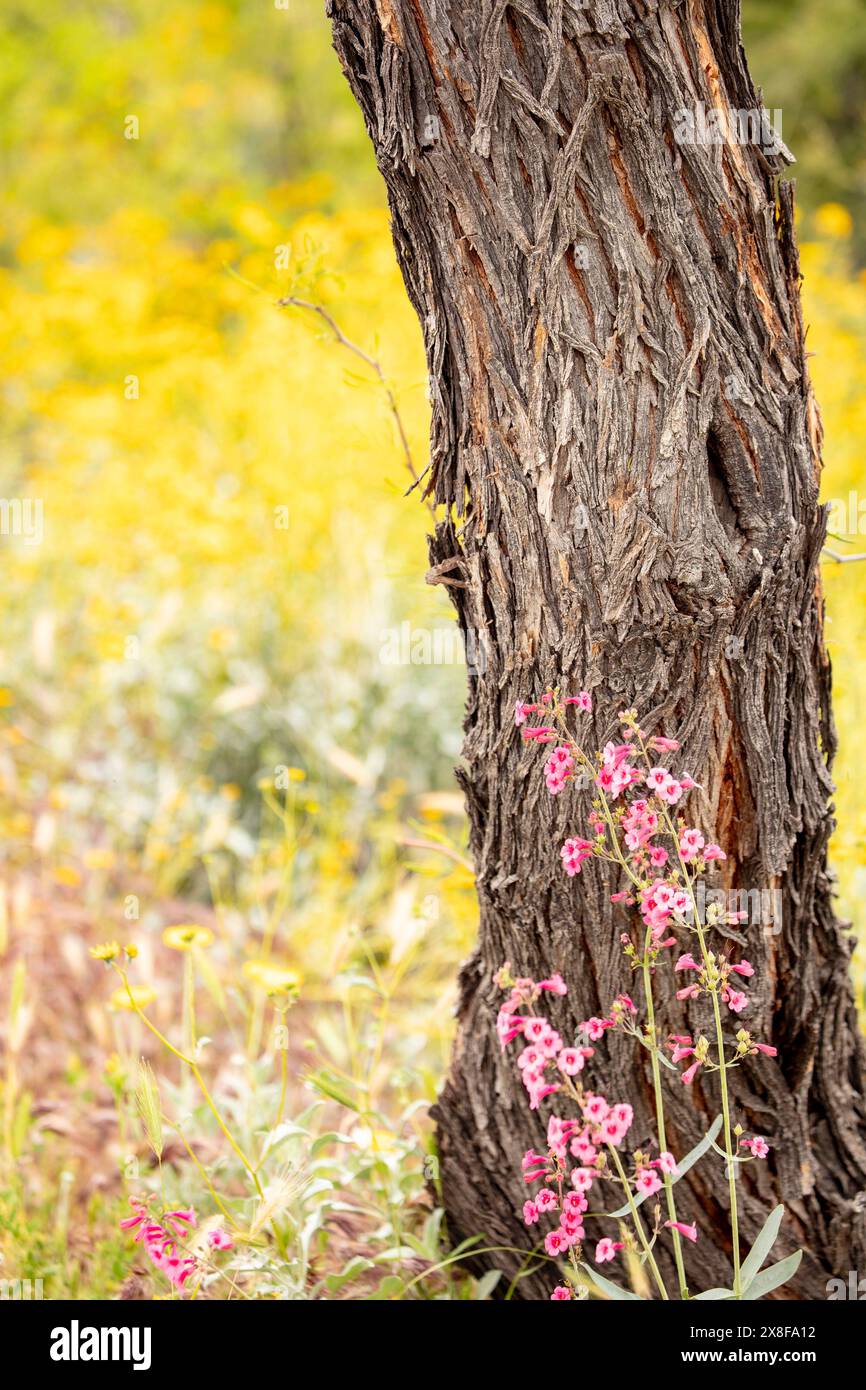 Intimate Sonoran wildflower landscape along highway 77 (Globe to Tucson ...