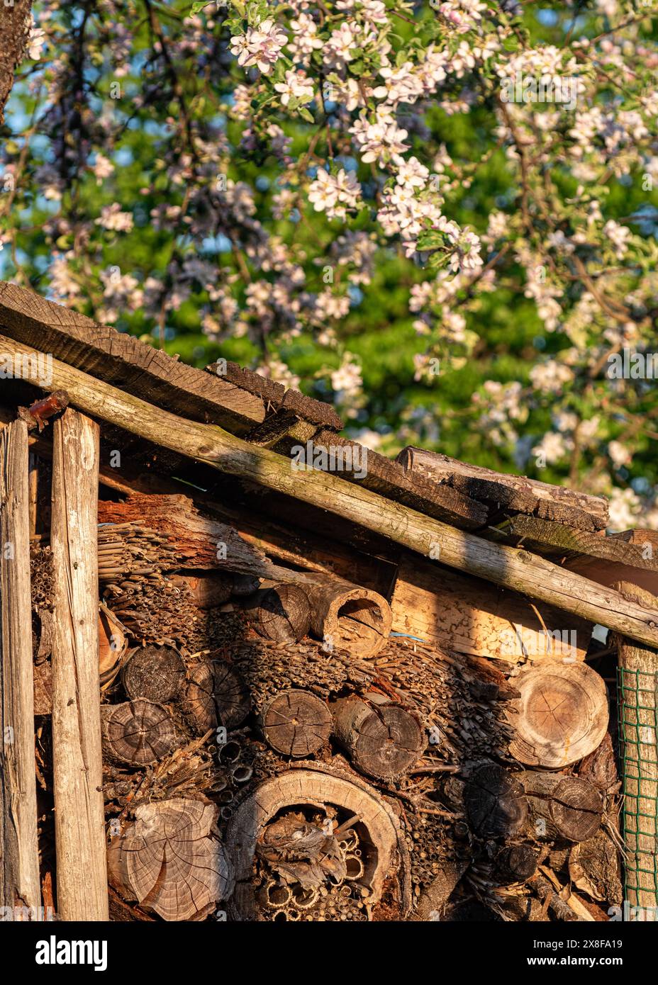 the first green plants of spring, the harbingers of spring, the first ...