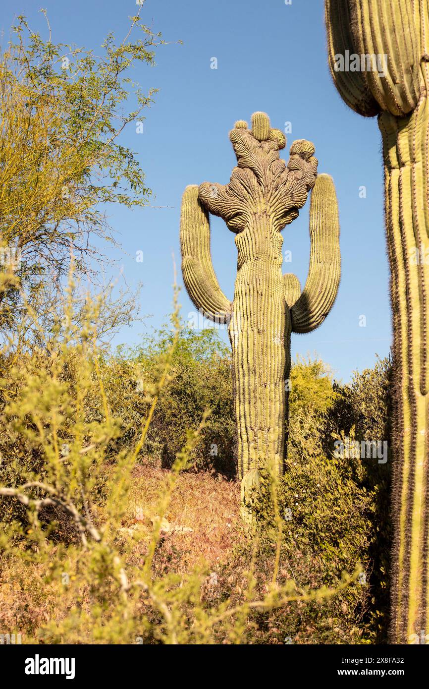 Semi-close up plant portrait of Saguaro cactus imagined as a face ...