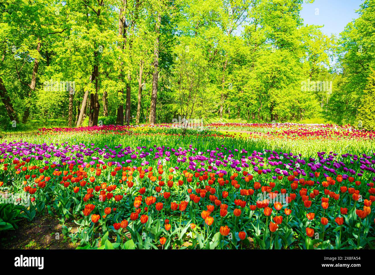 Multicolored tulips are blooming in the park. Annual Tulip Festival in ...