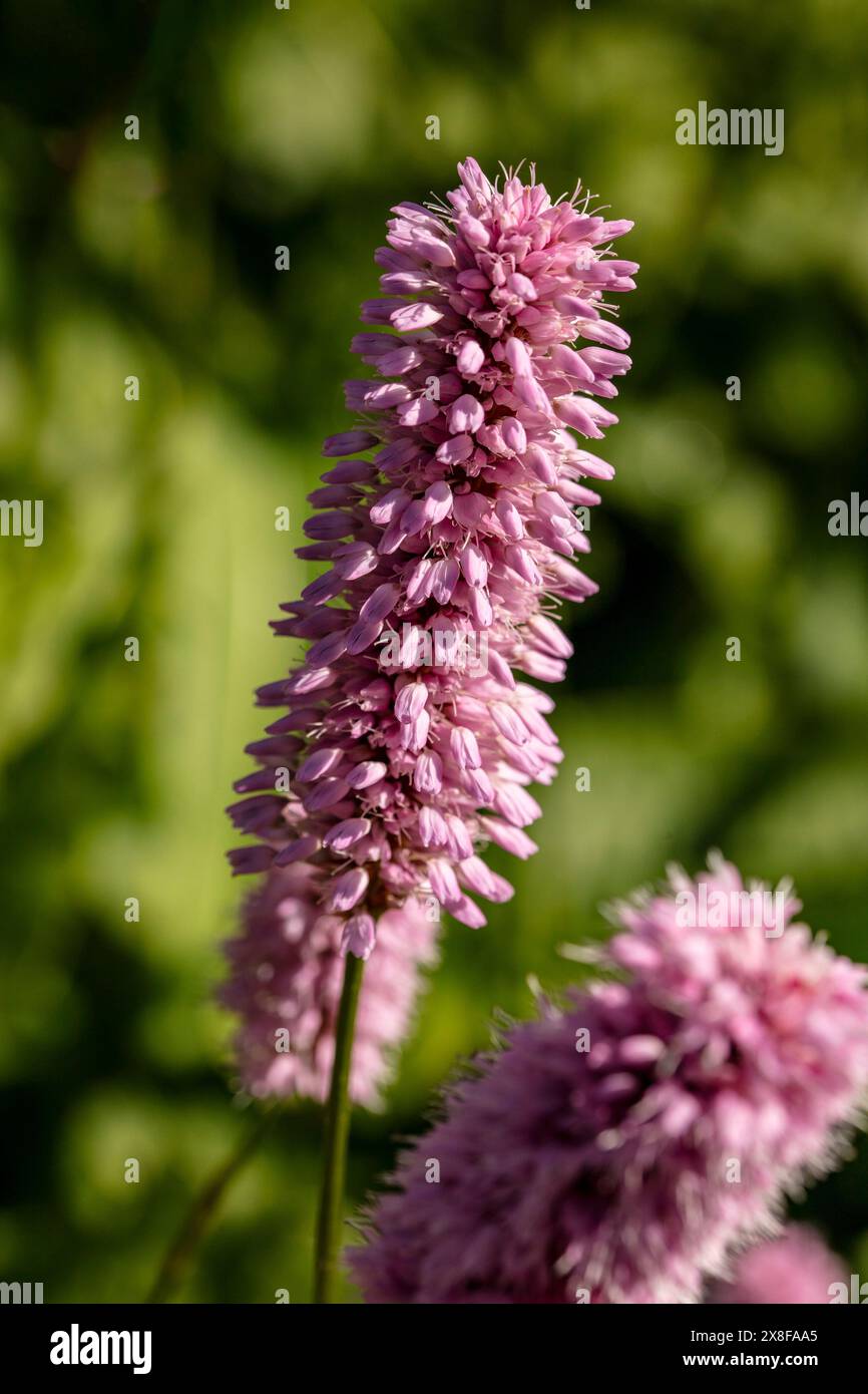 Natural close up plant portrait of the delightful Bistorta officinalis ...