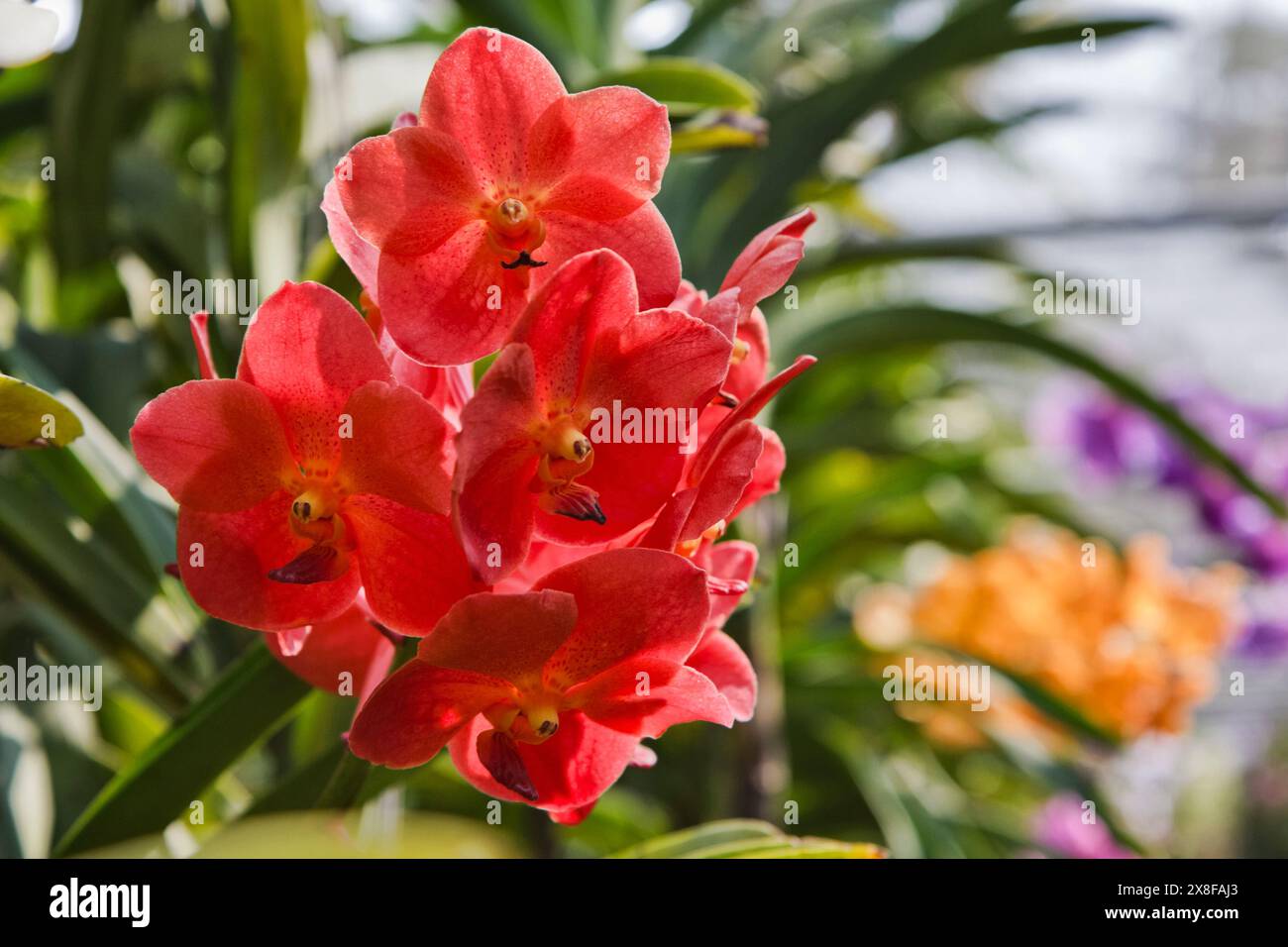 Thailand, Chang Mai, orchid flowers (Orchis sp Stock Photo - Alamy