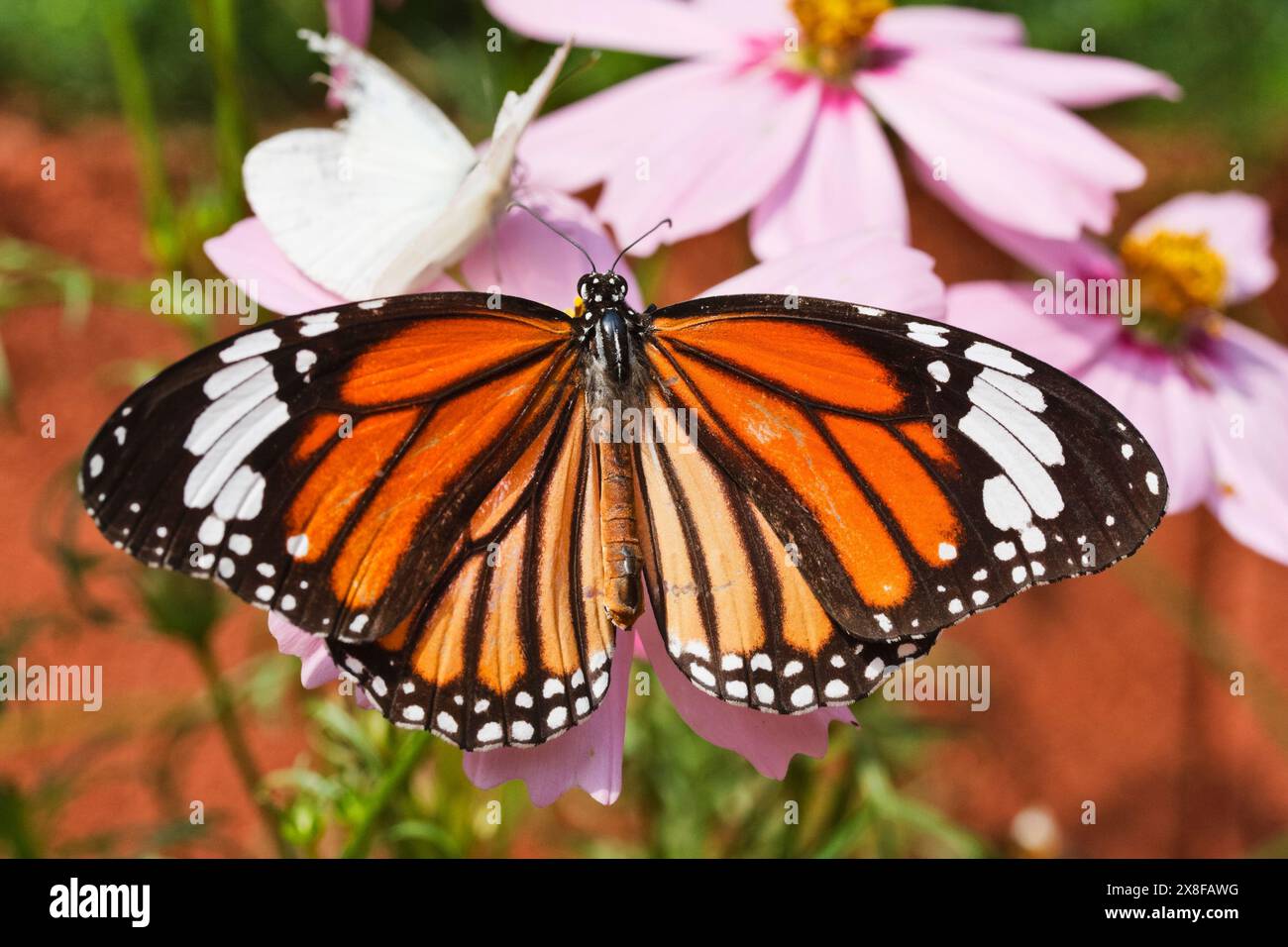 Thailand, Chang Mai, countryside, tropical butterfly on a flower Stock ...