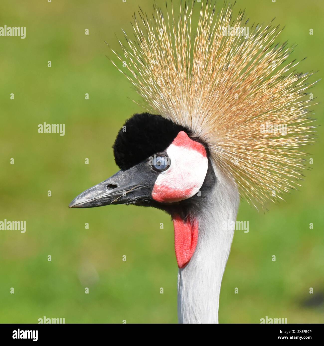 African bird conservation hi-res stock photography and images - Alamy