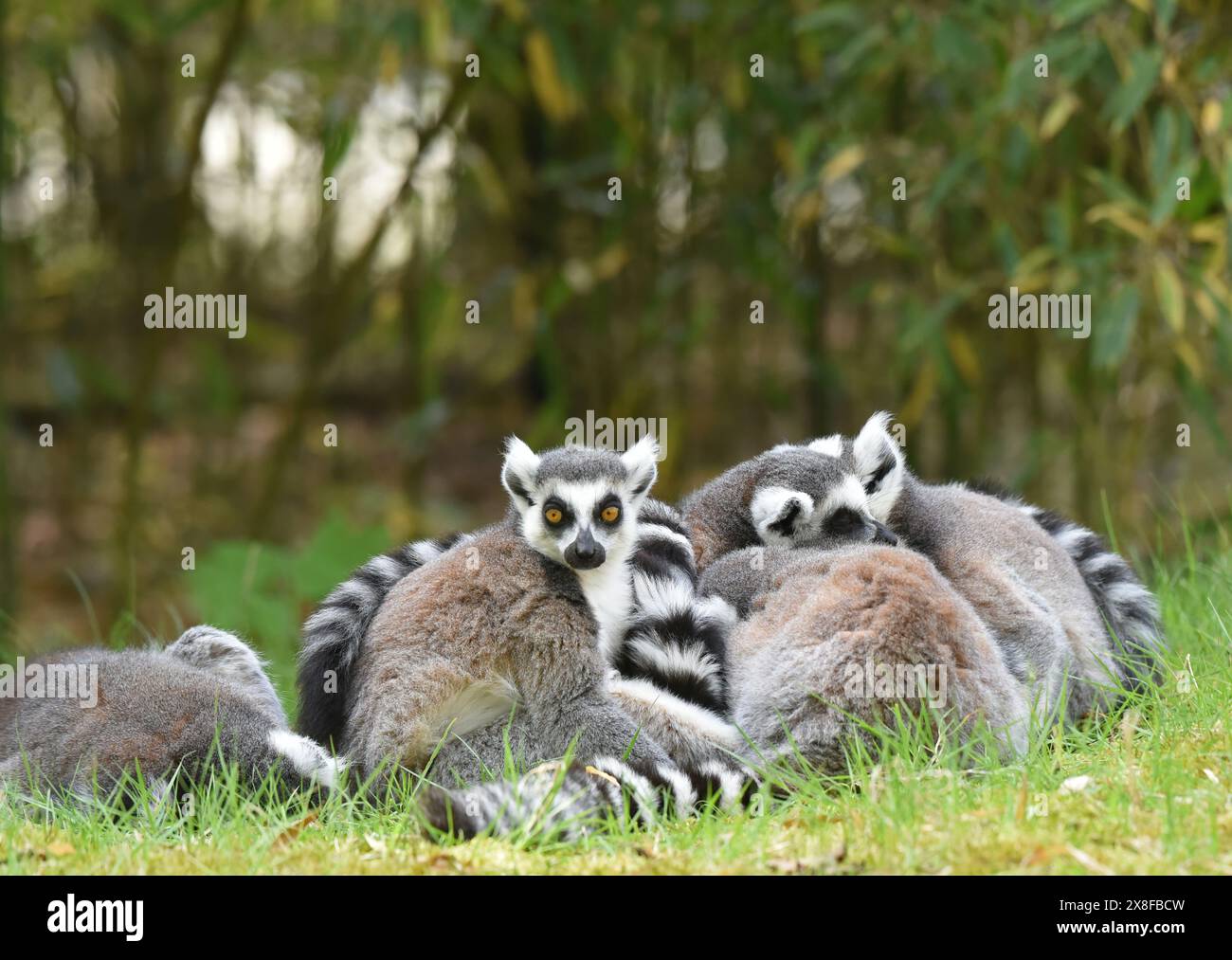 Group living species hi-res stock photography and images - Alamy