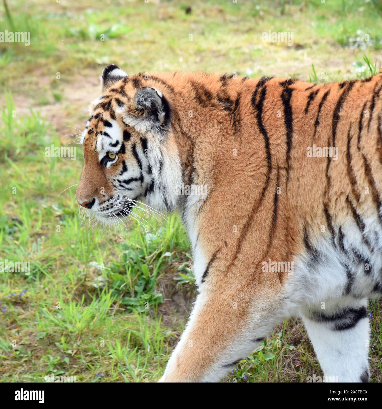 Amur tiger park hi-res stock photography and images - Alamy
