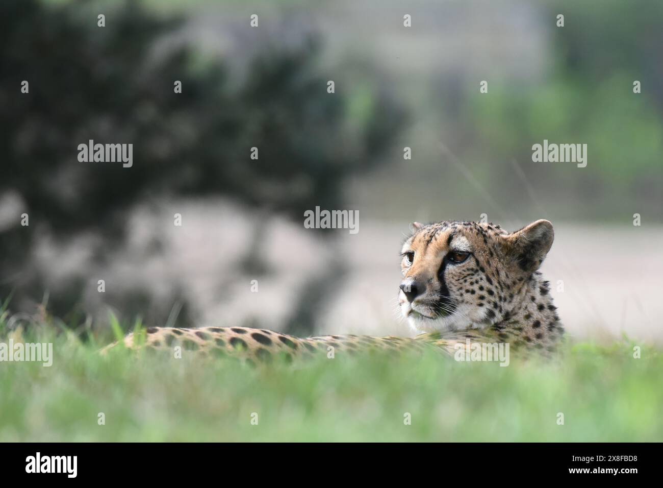 Grass corners hi-res stock photography and images - Alamy