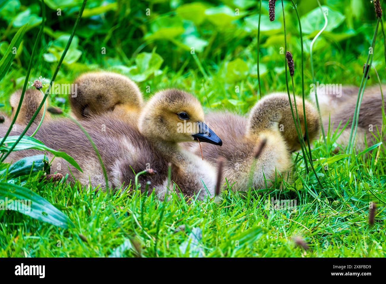 Baby geese family hi-res stock photography and images - Alamy