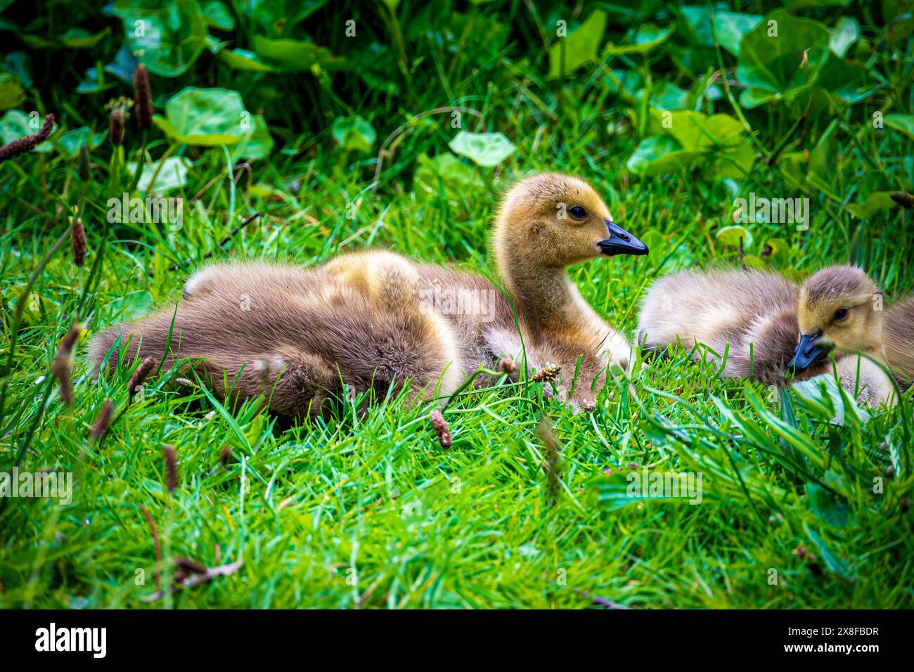 Baby geese goslings hi-res stock photography and images - Alamy
