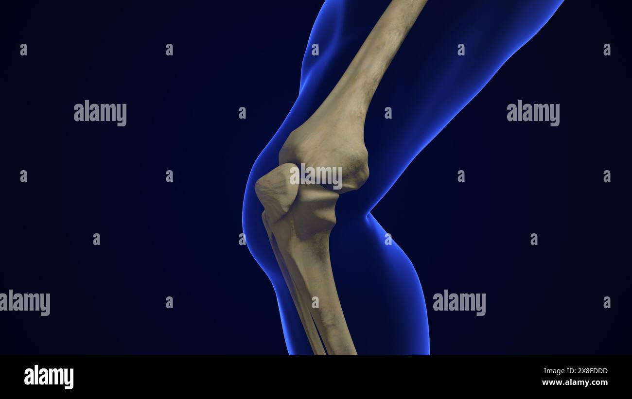 Human knee joint hi-res stock photography and images - Alamy