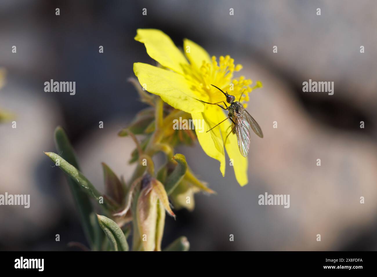 Small phthiria bee fly insect feeding on flower of creeping jarilla ...