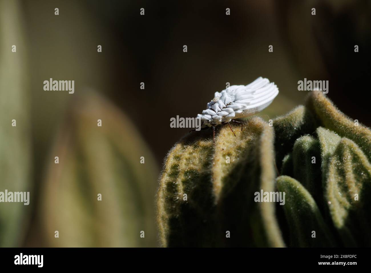 Cottony mealybug (Planococcus citri) pest on rockrose cistus albidus ...