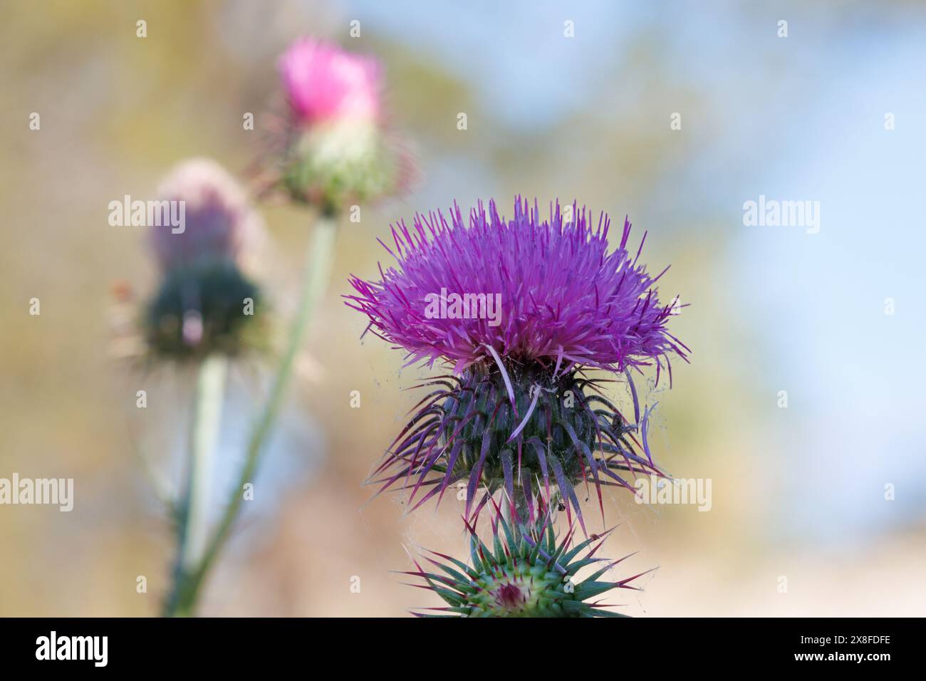 Carduus nigrescens plant traditionally used in herbal medicine, Sierra ...