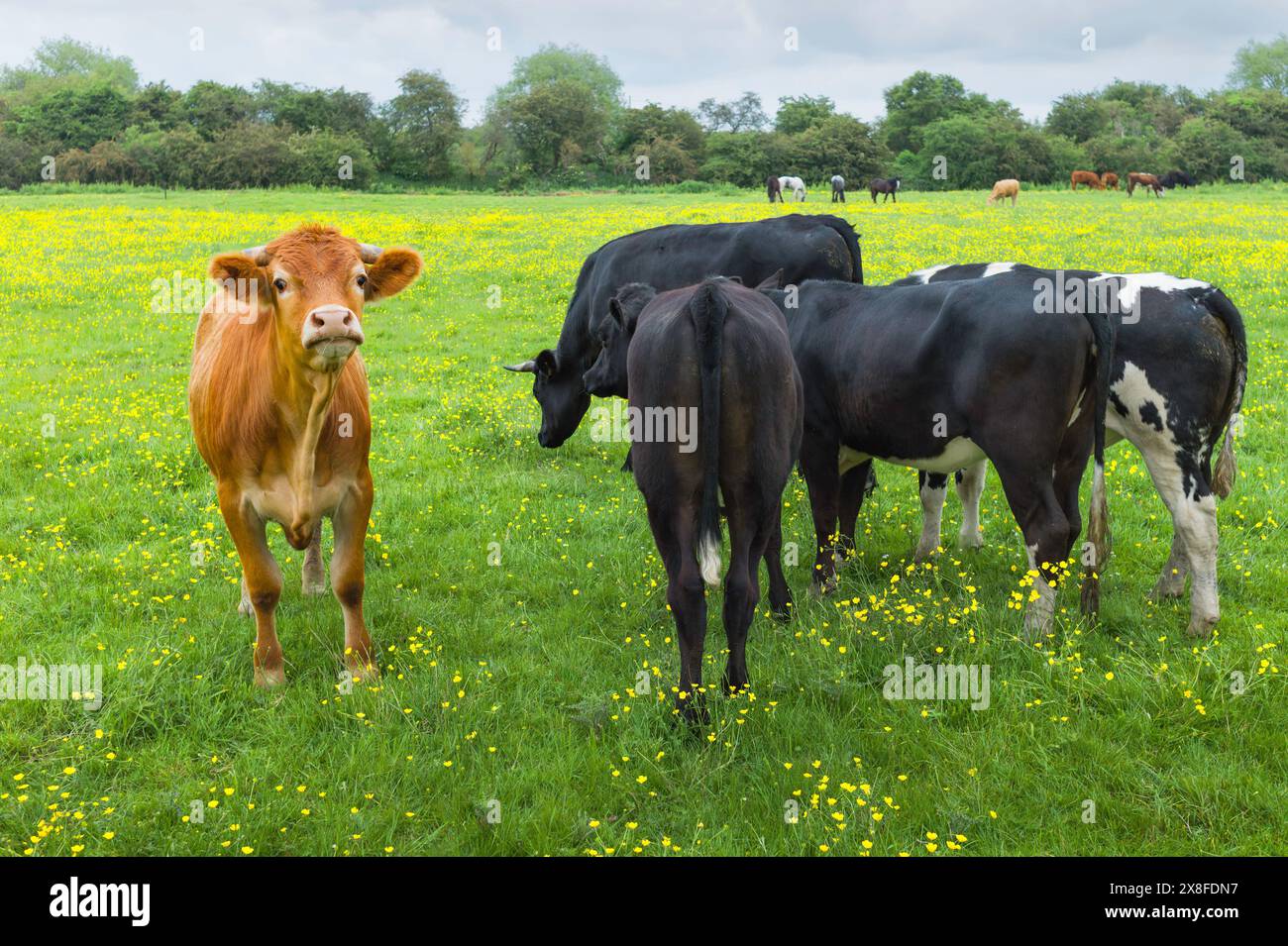 Farm animals, cows, grazing in field of lush grass and covered in ...