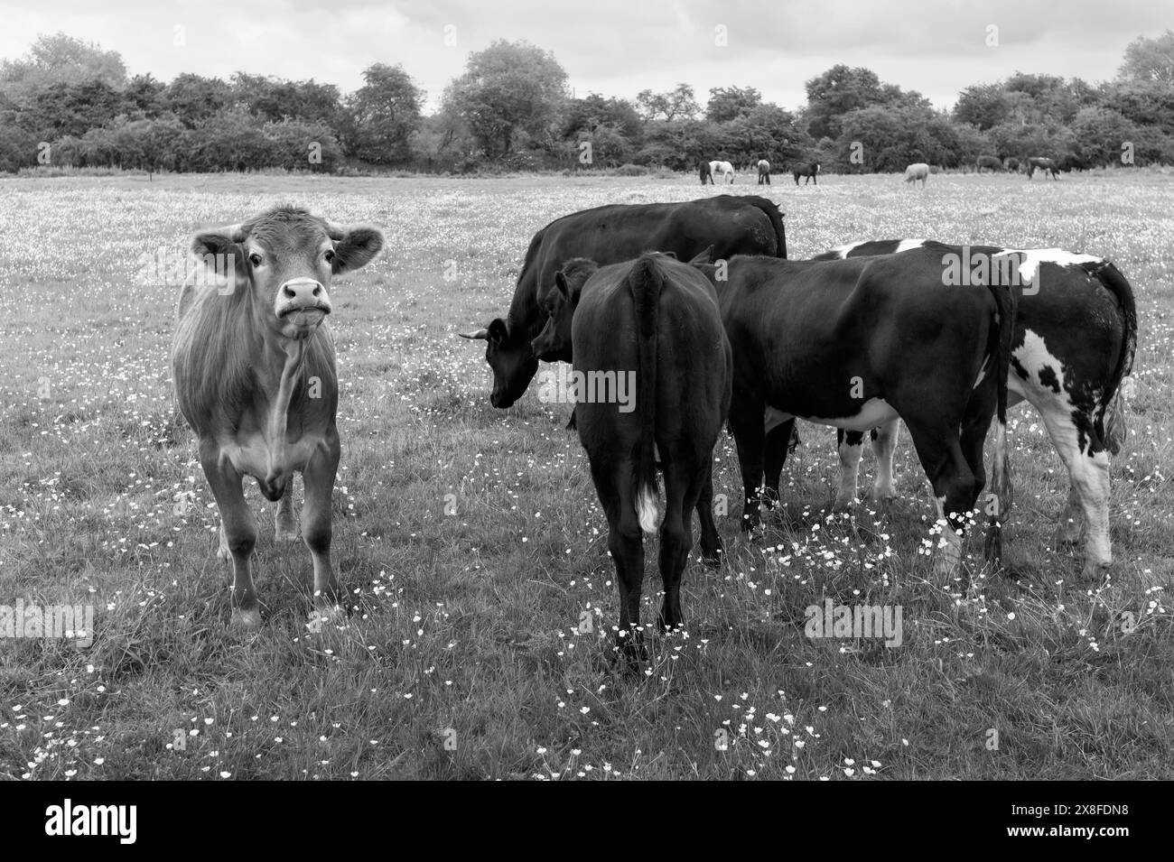 Cows grazing in lush green grass field hi-res stock photography and ...