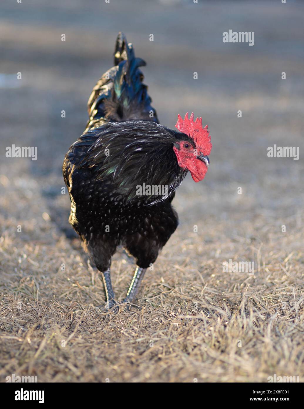 Free ranging Australorp chicken rooster walking toward the camera on a ...