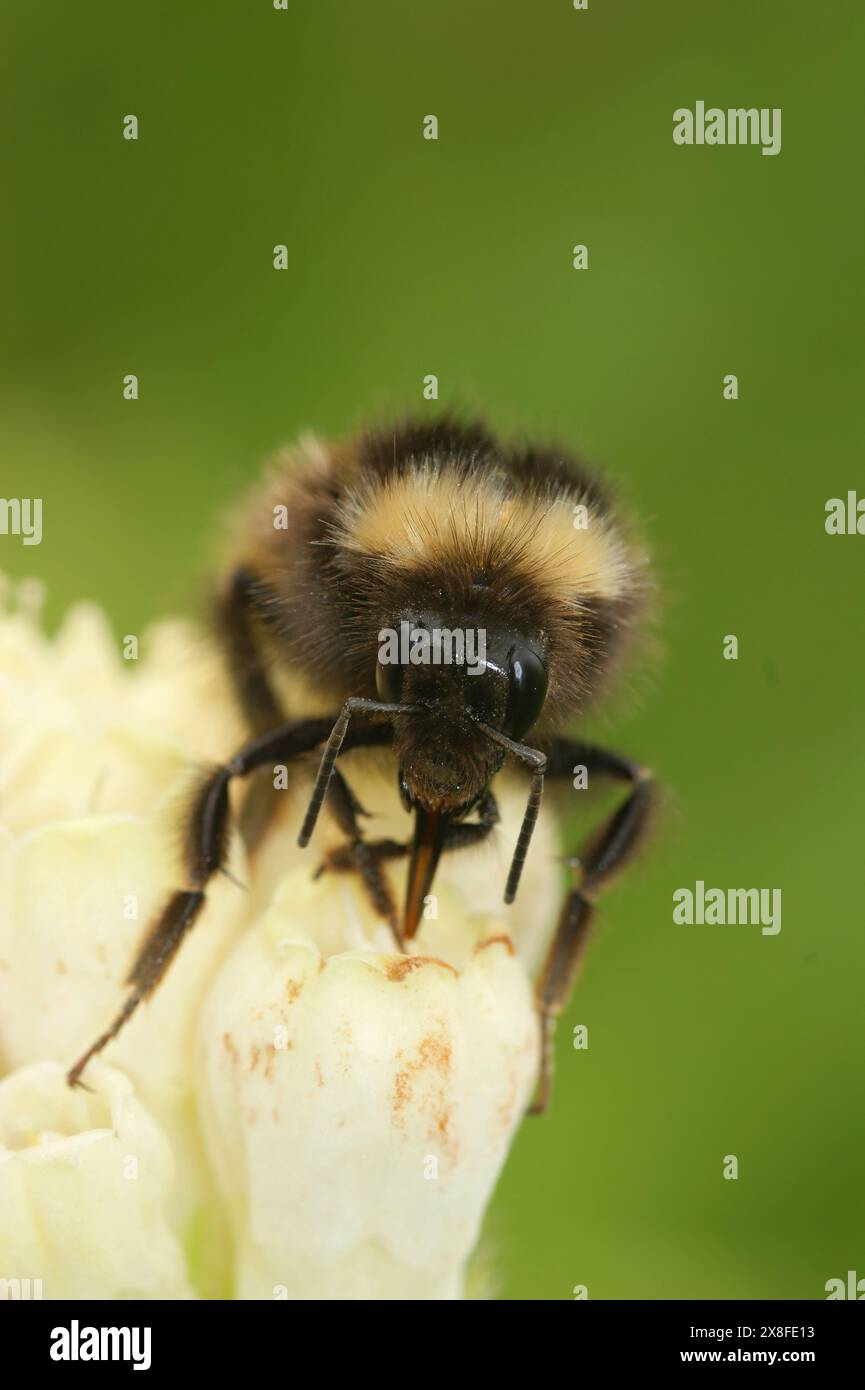 Closeup of bumblebee face hi-res stock photography and images - Alamy