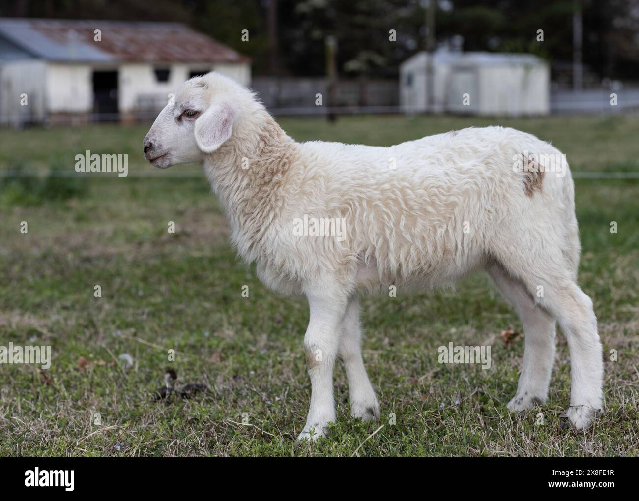 Young white Katahdin sheep lamb with a light brown spot on its hip ...