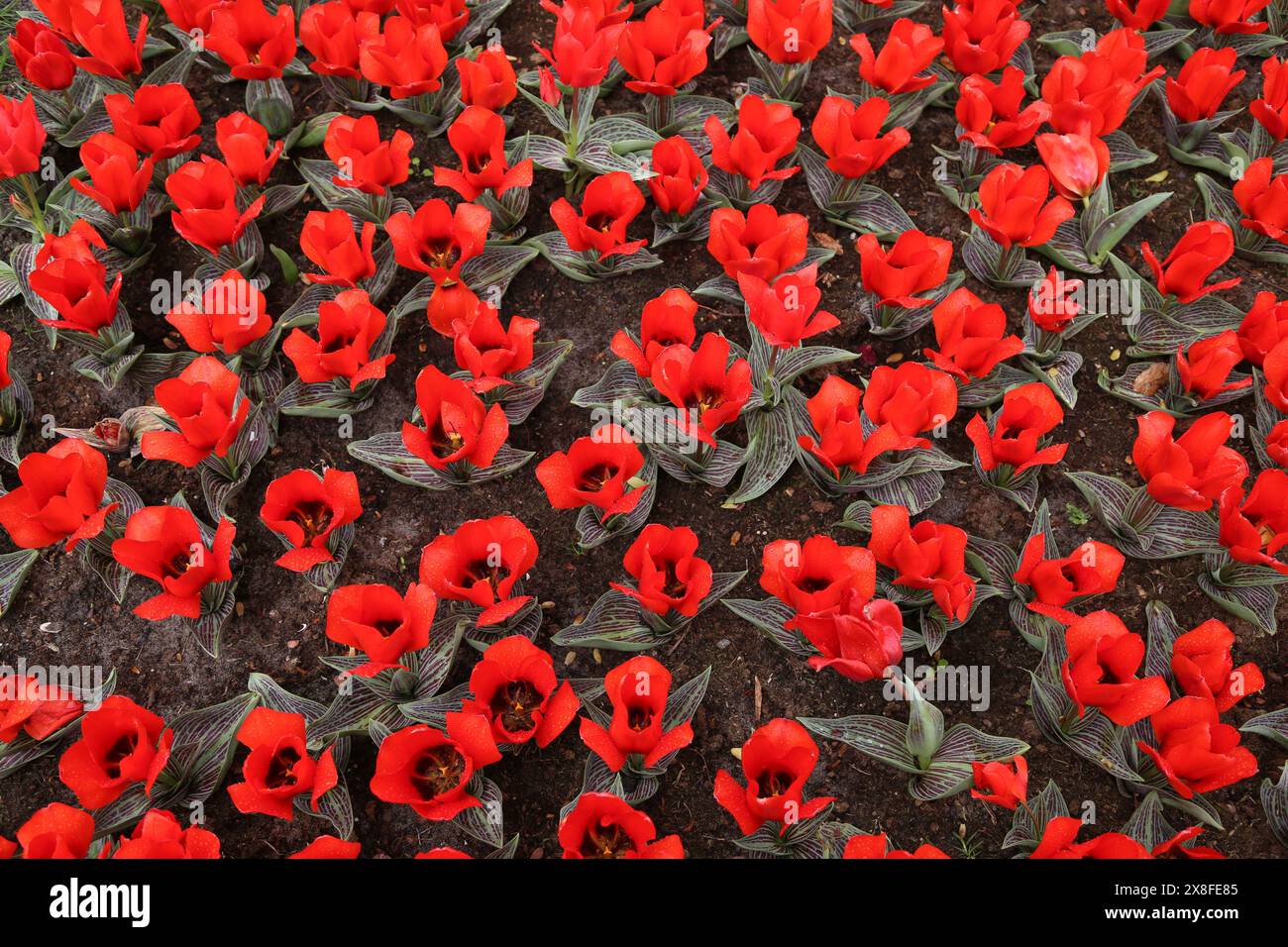 The beautiful flowers of Keukenhof Gardens, Amsterdam Stock Photo - Alamy