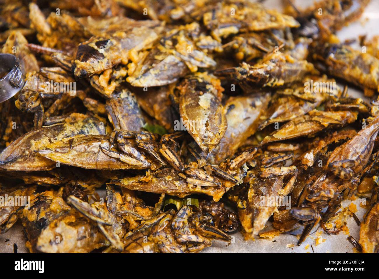 Thailand lampang fried insects hi-res stock photography and images - Alamy